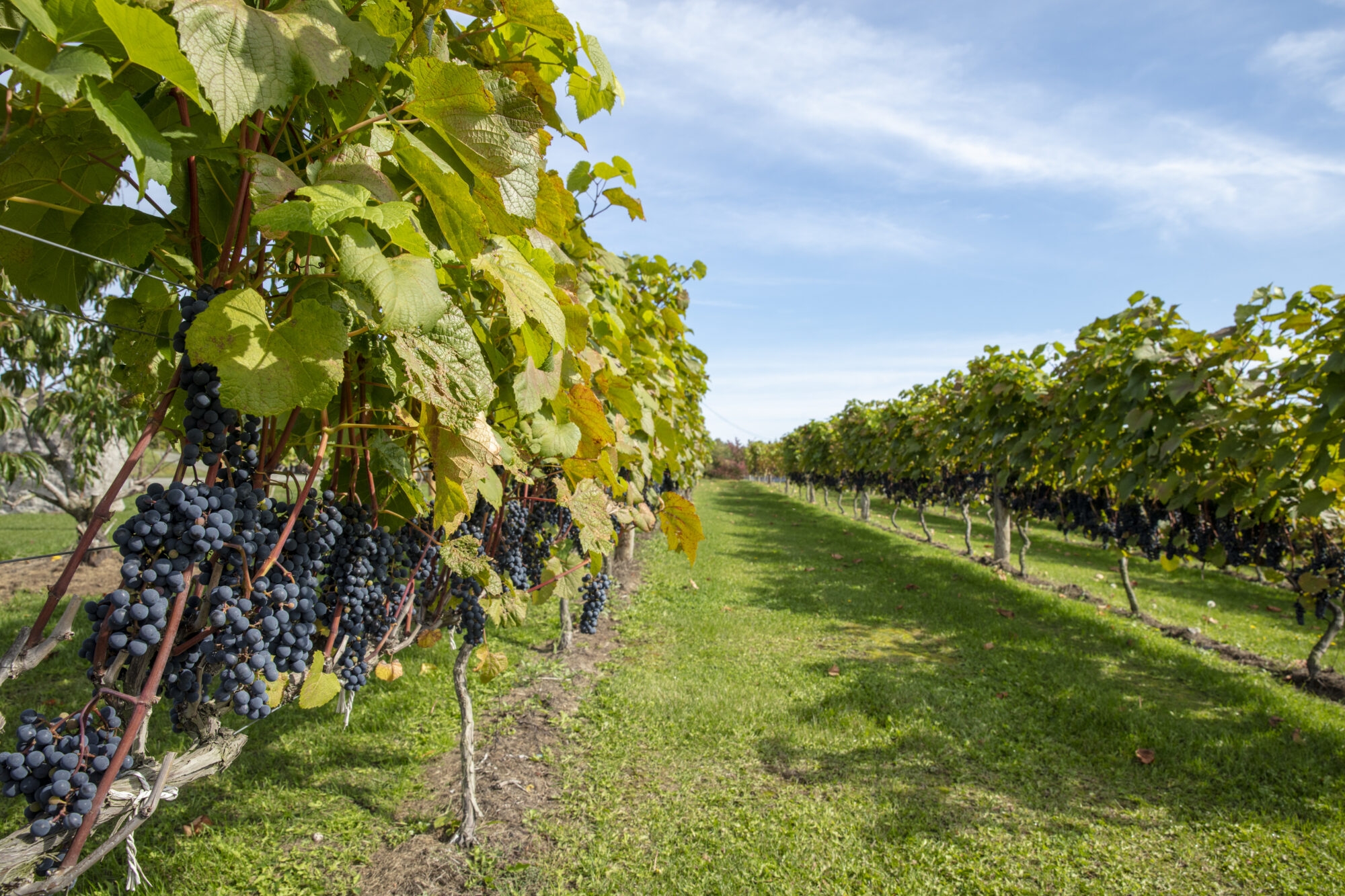 「北見」漫遊端野町葡萄酒酒莊 啜飲鄂霍次克葡萄酒的自然風情 | 東北海道旅行廣場